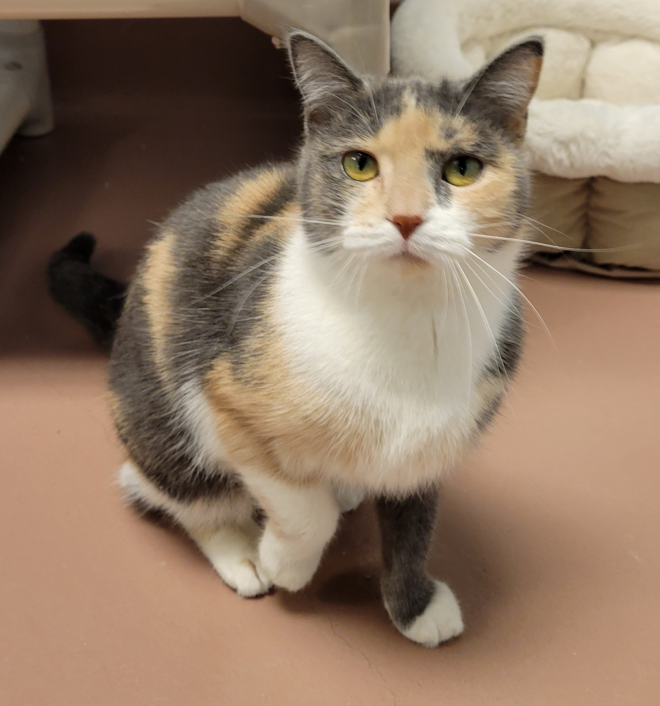 Dilute Calico Personality