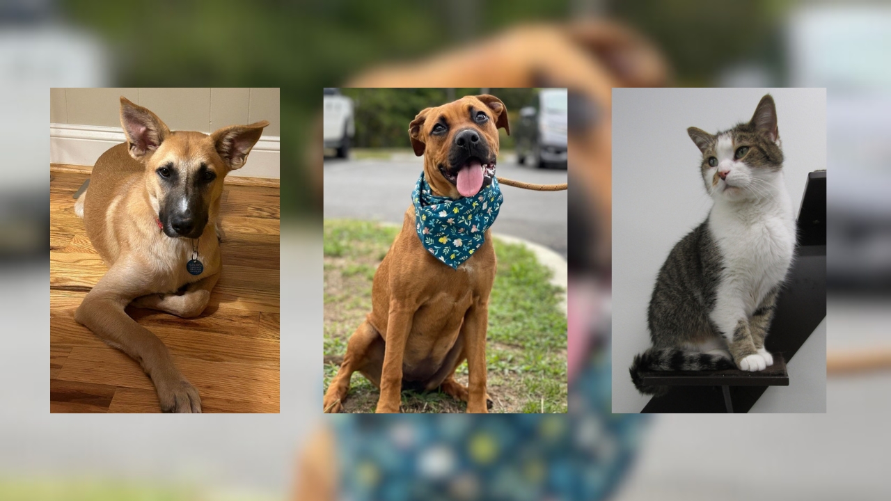 Local Animals Up For Adoption: Highlighting National Animal Shelter ...