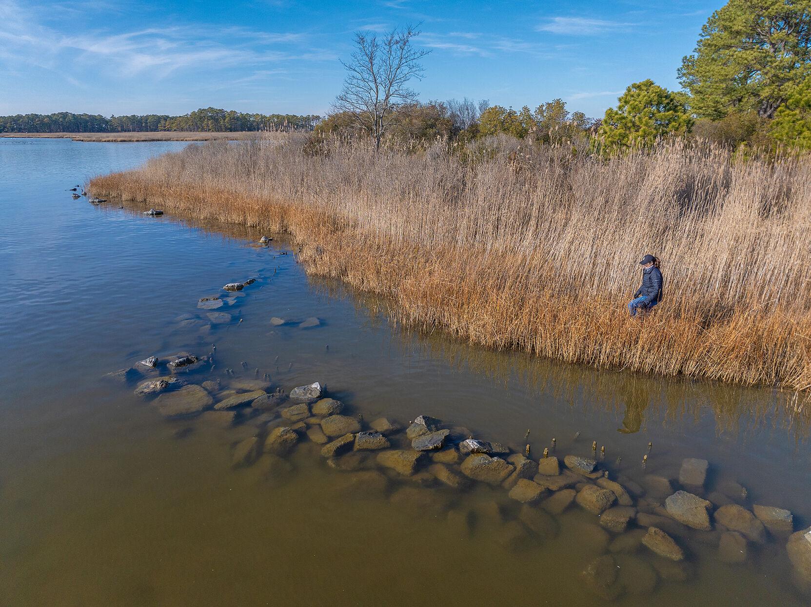 Living Shorelines Gain Ground Around The Chesapeake Bay But Face ...