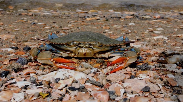At Another Key Juncture For Blue Crabs, Scientists Look Back At Two ...