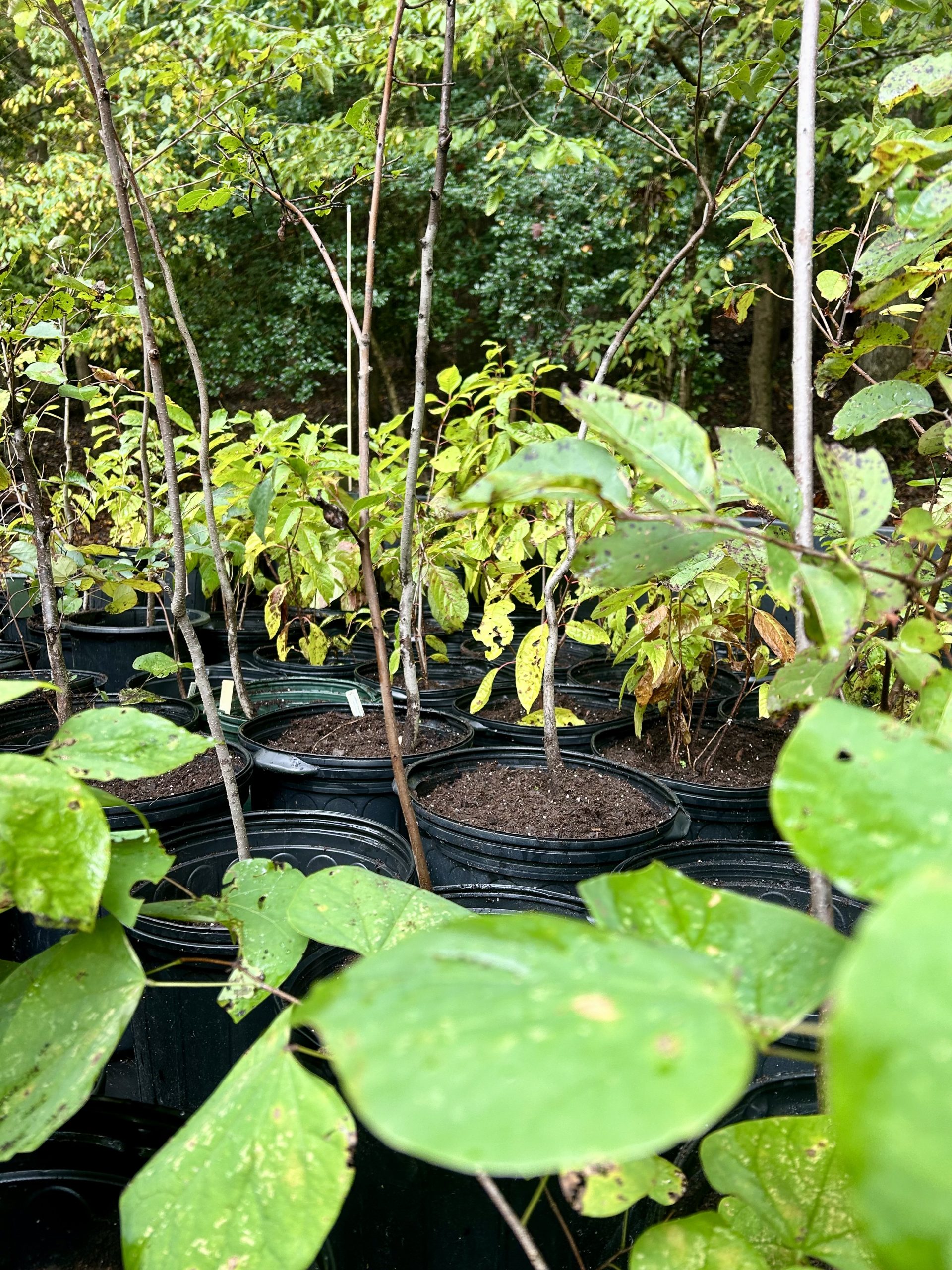 Don't Miss Out: Free Native Tree & Shrub Giveaway In Southern Maryland ...