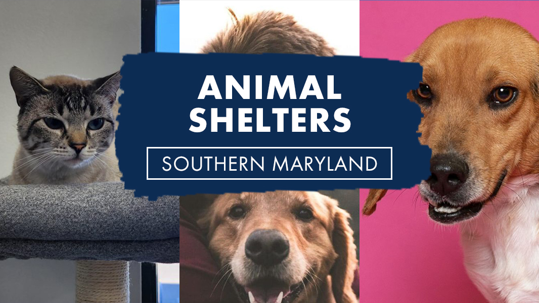 Animal Shelters In Southern Maryland: Here's Where You Can Adopt A ...
