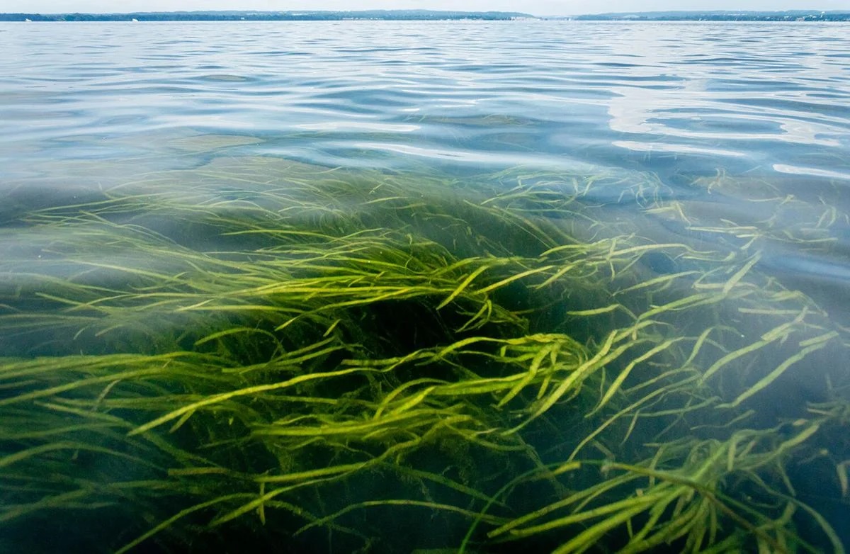Underwater Grasses Hit Record In Lower Chesapeake Bay - The BayNet