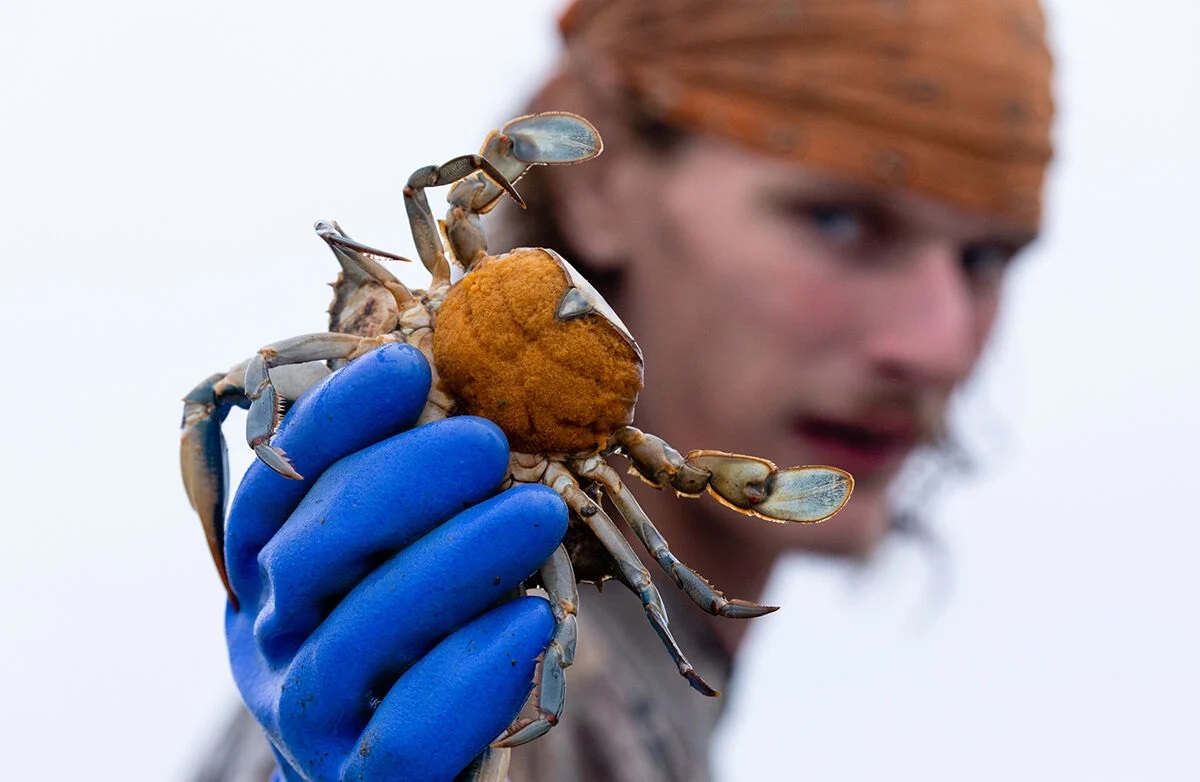 Parasitic Worms Help Track Blue Crab Population, Study Says - The BayNet