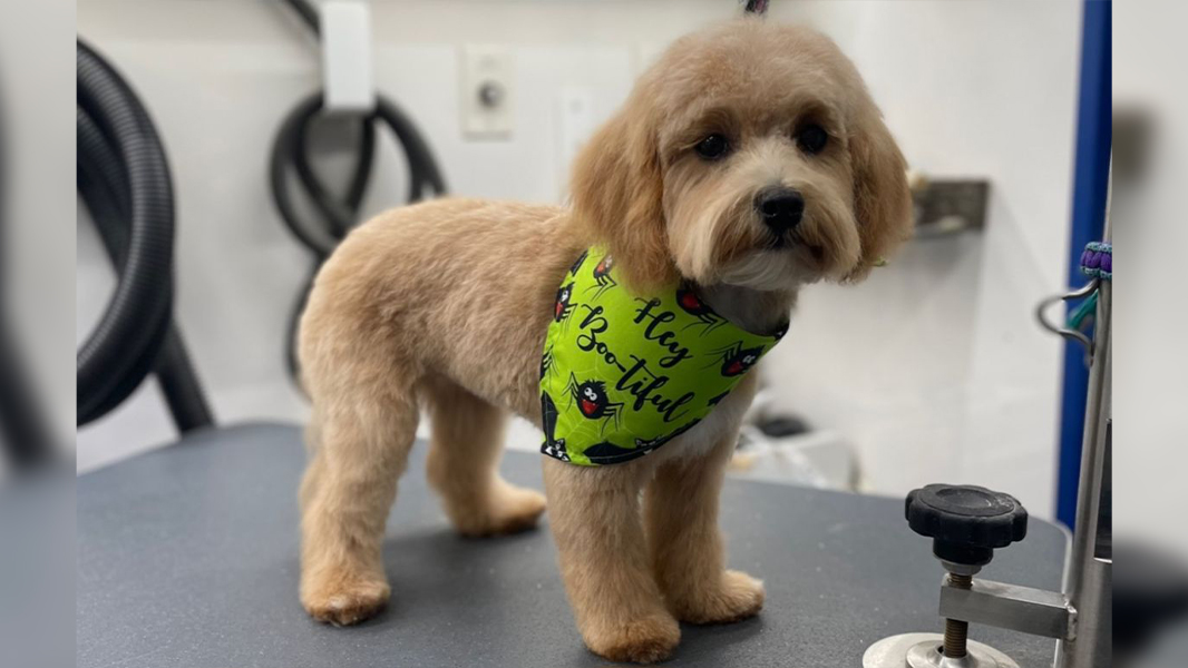 New Calvert County Pet Salon Opens Its Doors — What Is Paws & Relax ...