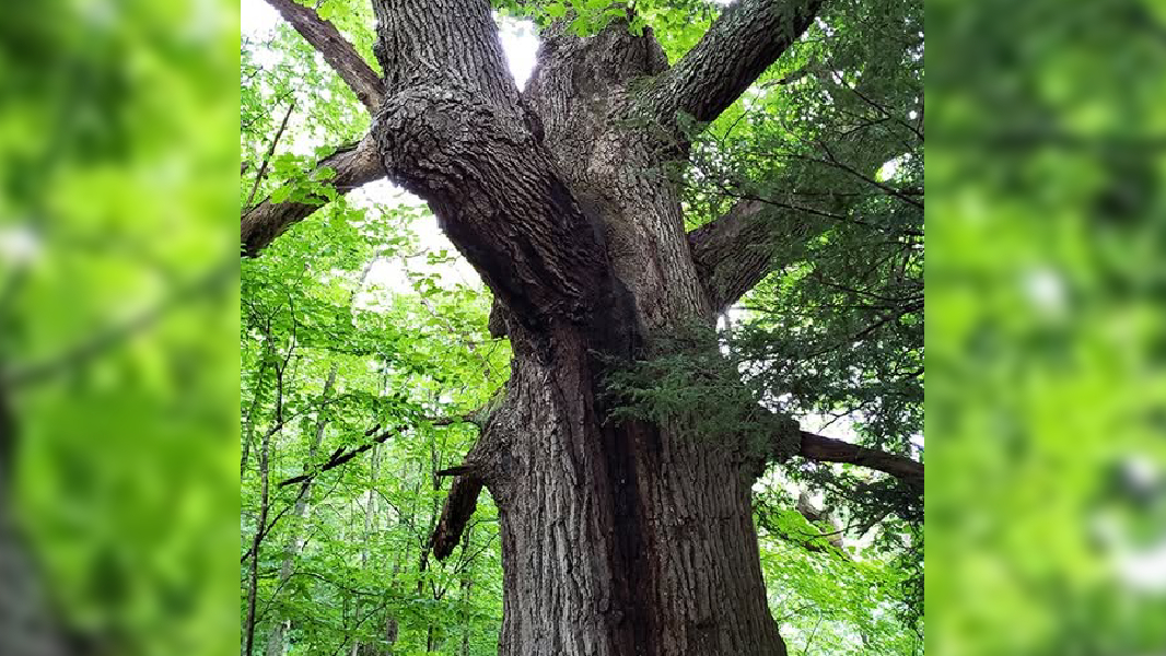 Explore, Measure, Win: Maryland’s Biggest Tree Contest Searching For ...