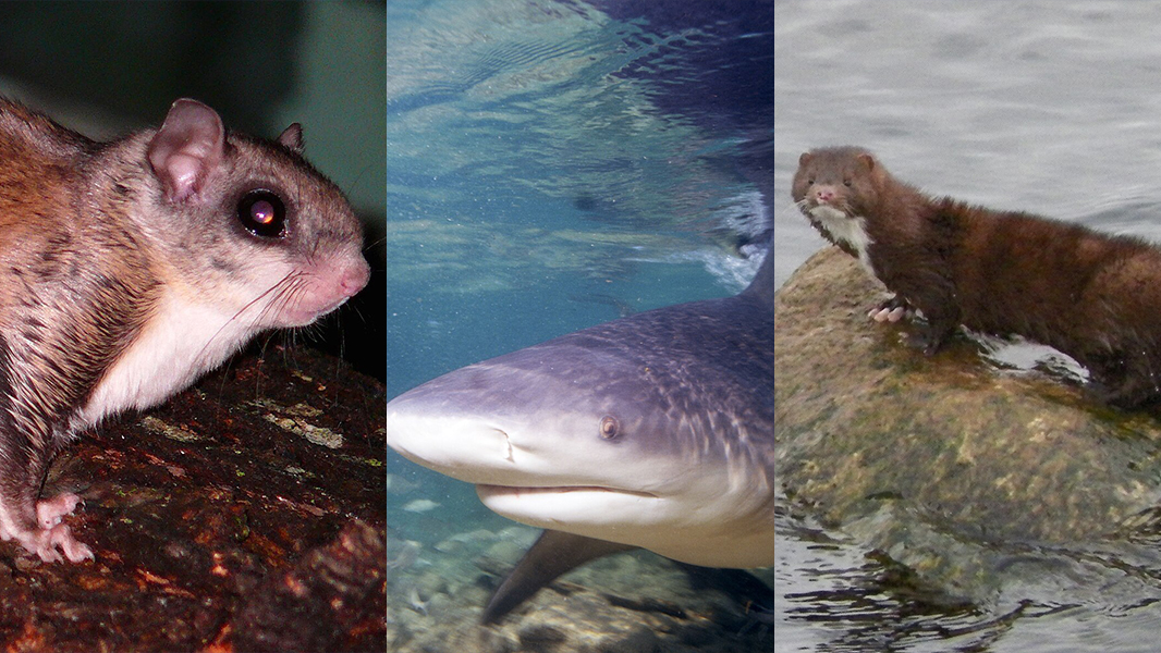 From Flying Squirrels To Sharks: 10 Fascinating Animals Found In ...