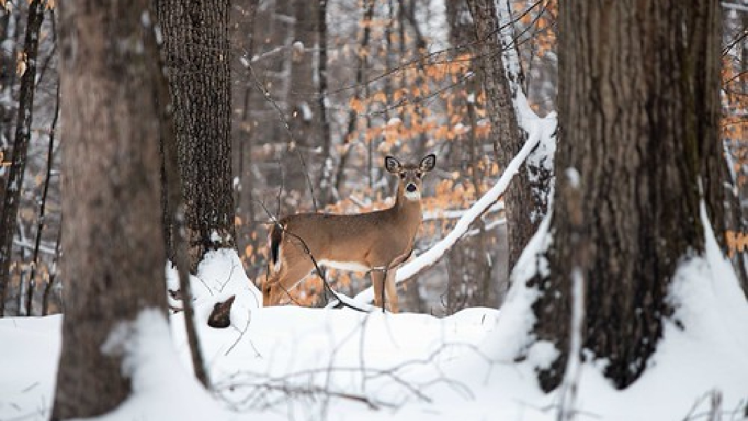 Maryland Deer Firearms Season Resumes January 9, 2026 - The BayNet