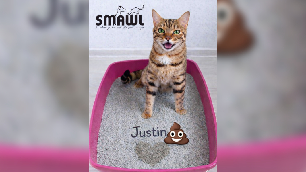 Petty With A Purpose: SMAWL Turns Exes Into Litter Box Legends - The BayNet
